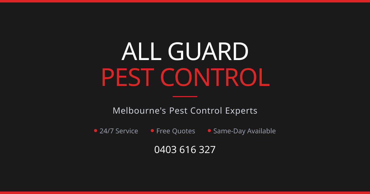 Spider Control in Altona | All Guard Pest Control Melbourne